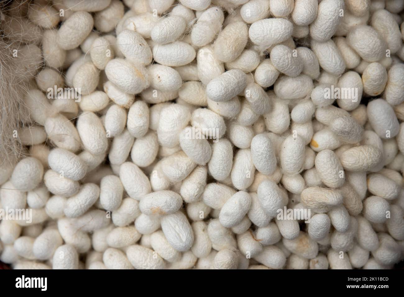 Silk production china hi-res stock photography and images - Alamy