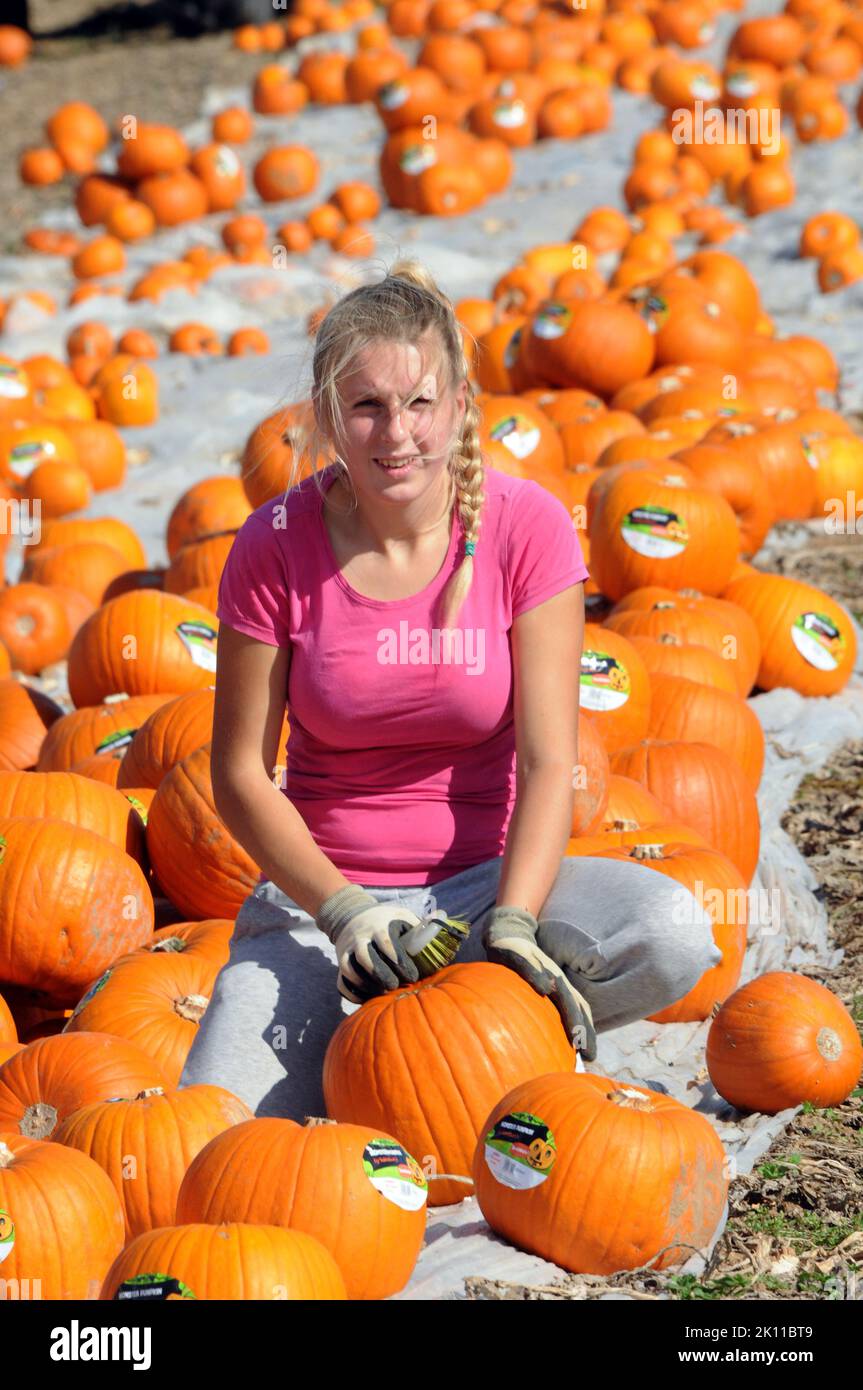 Farm workers harvest a giant crop of pumpkins ready for Halloween in a ...