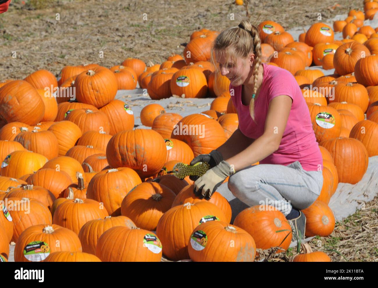 Farm workers harvest a giant crop of pumpkins ready for Halloween in a ...