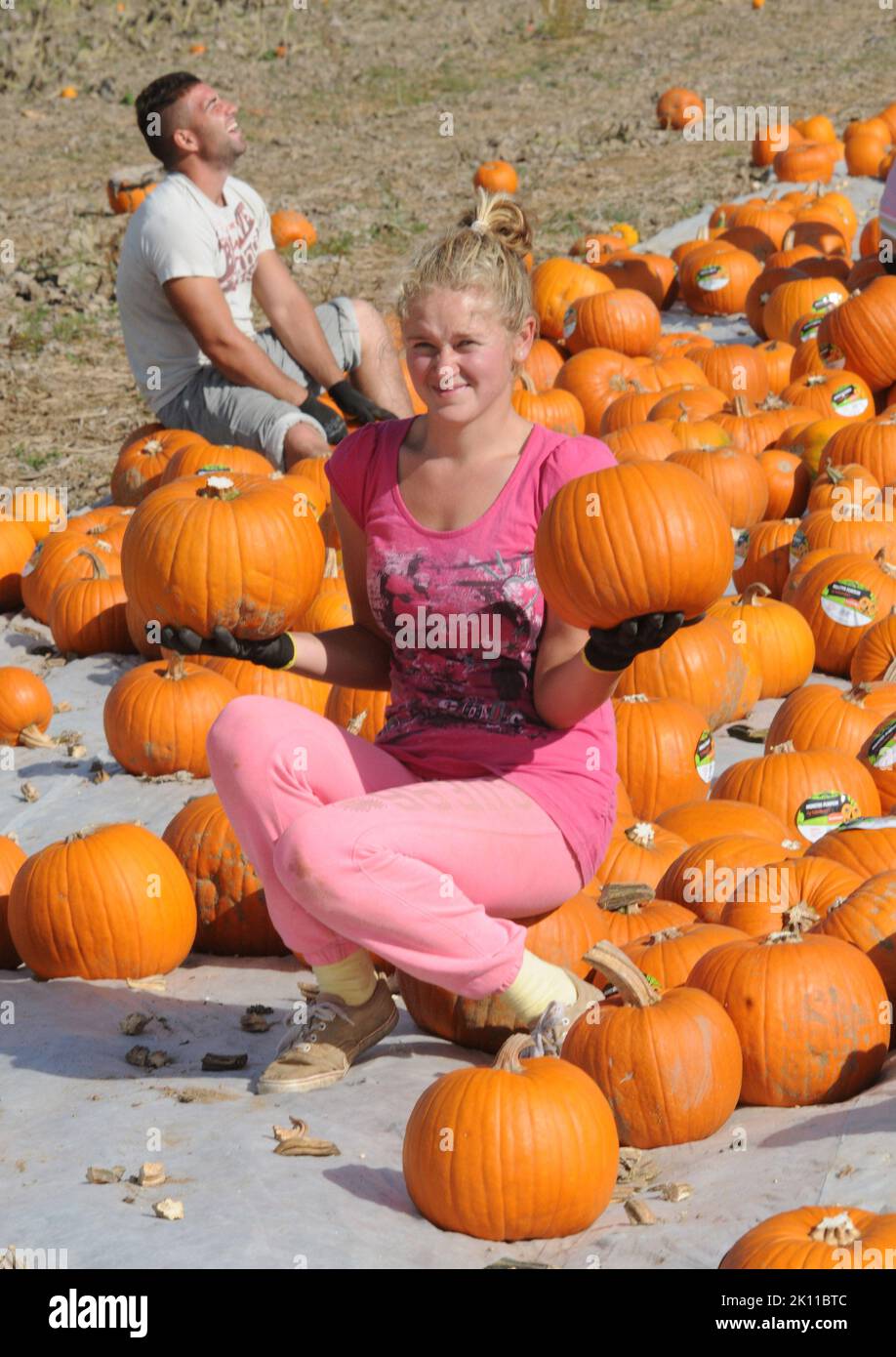 Farm workers harvest a giant crop of pumpkins ready for Halloween in a ...