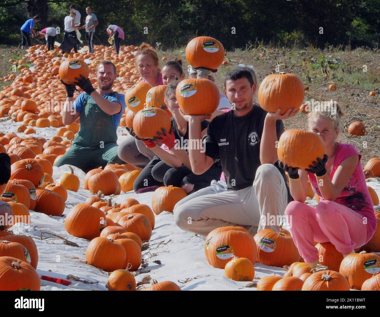 Farm workers harvest a giant crop of pumpkins ready for Halloween in a ...