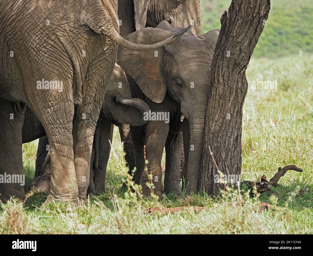 Small African Elephants Family