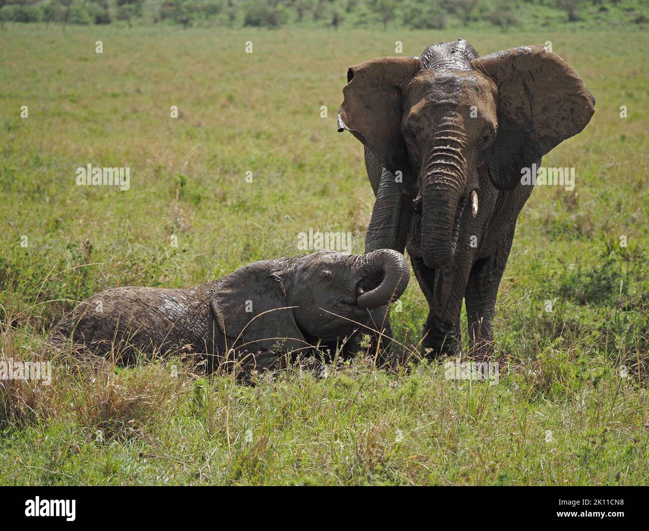 two young African Elephants (Loxodonta africana) playing in mud in heat ...