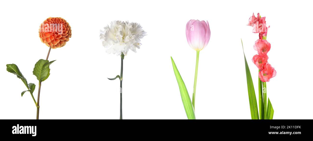 Set of different flowers isolated on white Stock Photo - Alamy