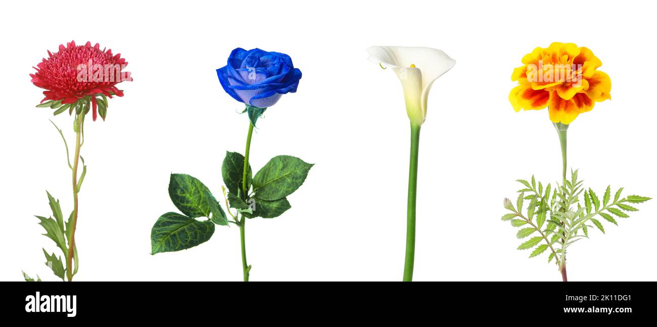 Set of different beautiful flowers isolated on white Stock Photo - Alamy