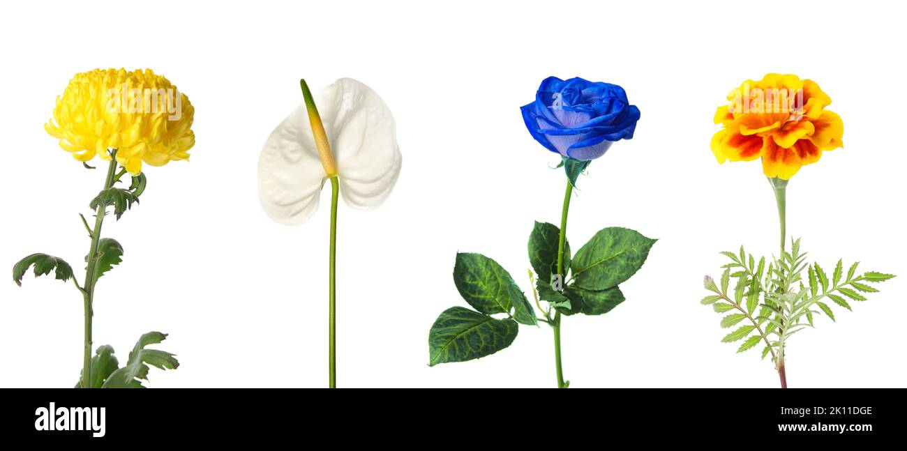Set of different beautiful flowers isolated on white Stock Photo - Alamy