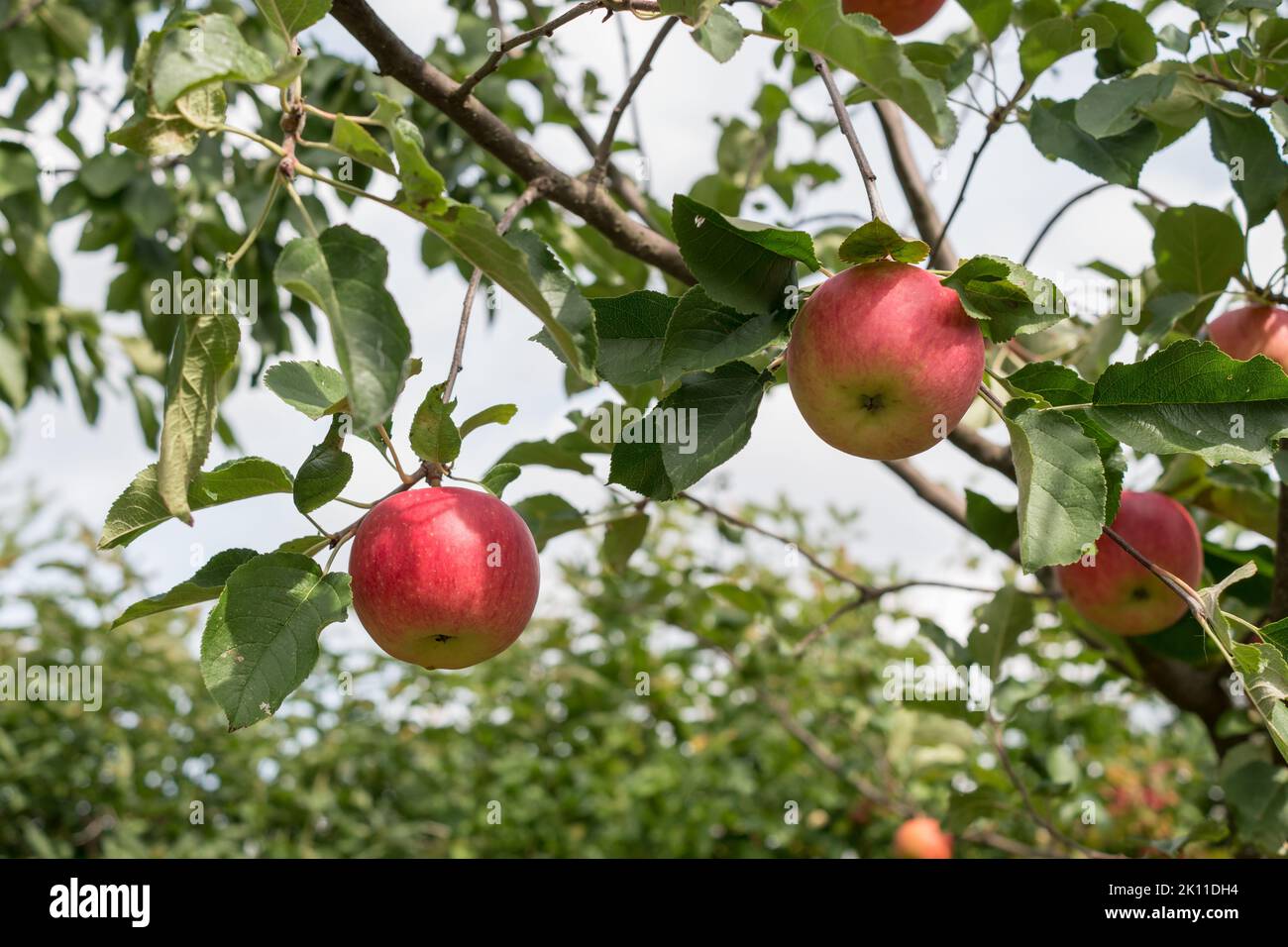 Ripe apple on the tree ready for picking. Home grown organic harvest ...
