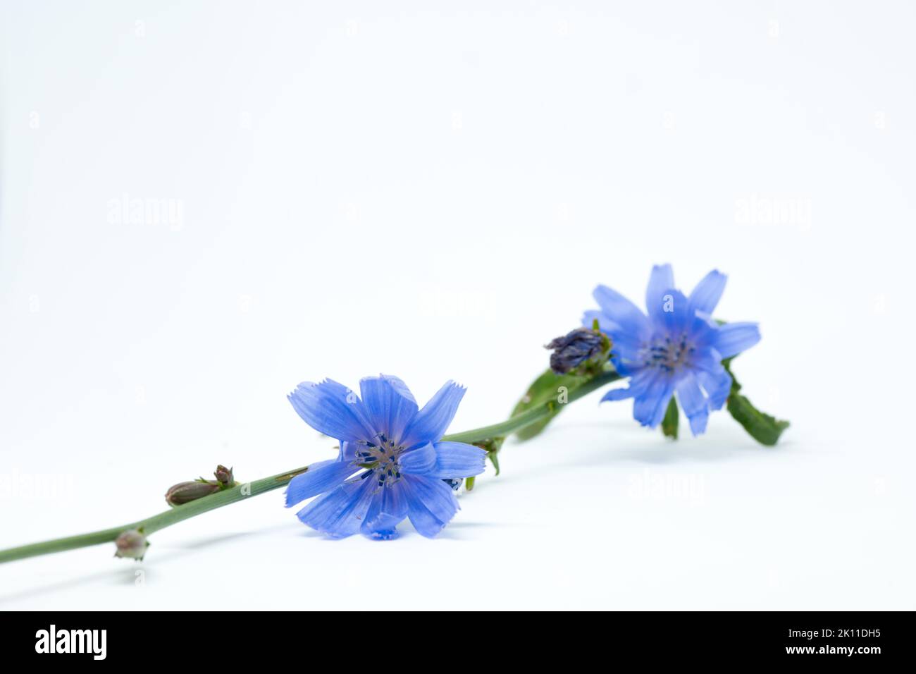 Common chicory scientific Cichorium intybus on the white background ...