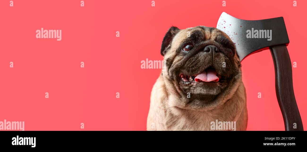 Cute pug dog with axe on red background with space for text. Halloween ...