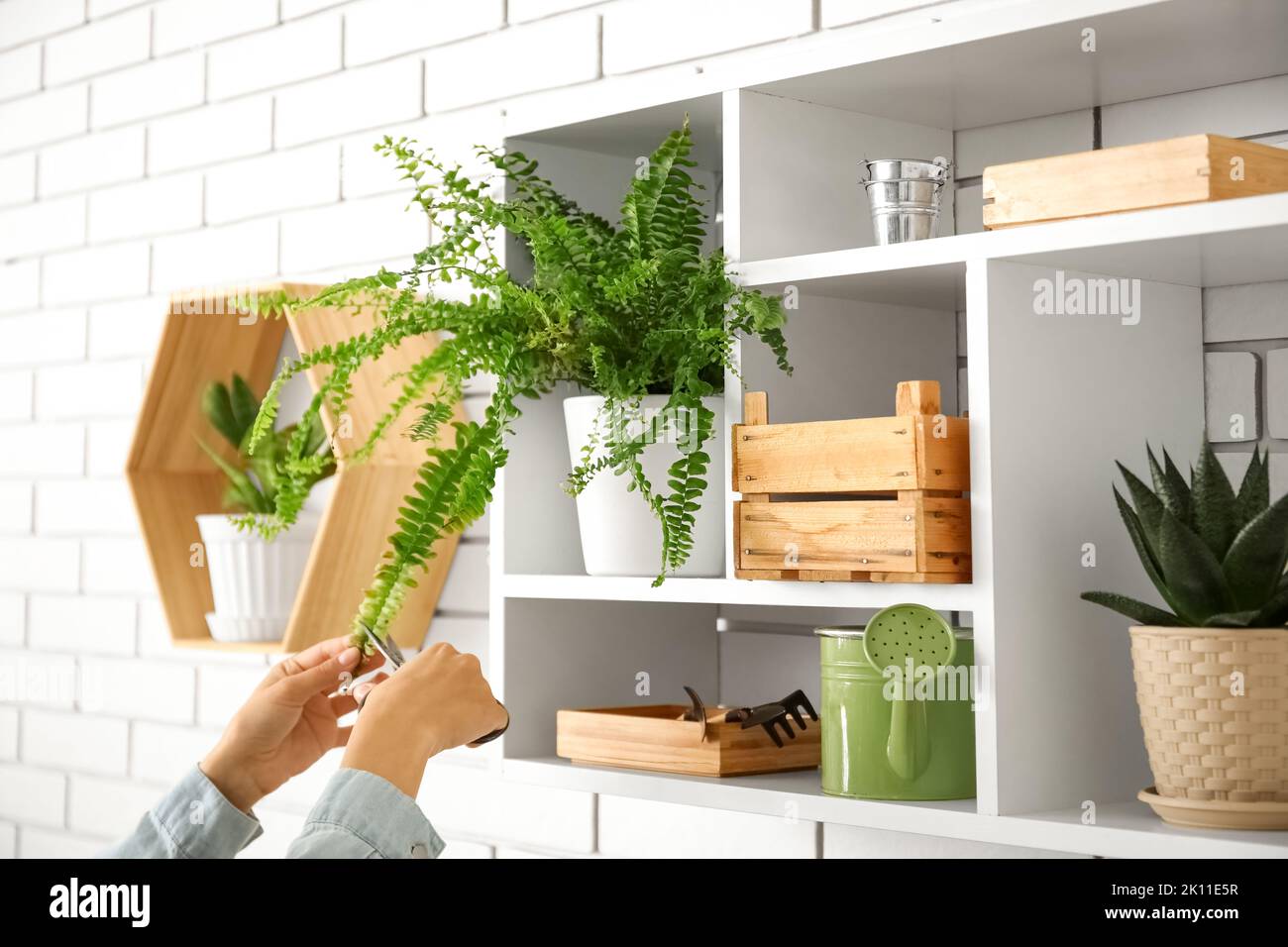 Woman cutting plant branch at home Stock Photo - Alamy