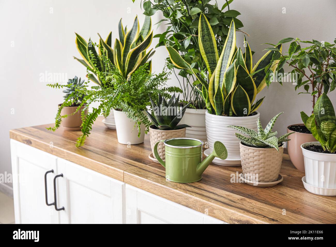 Different houseplants on counters near light wall Stock Photo - Alamy