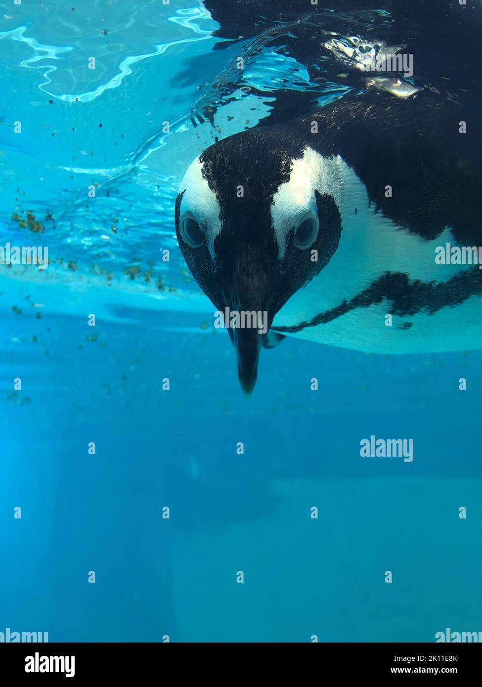 penguin swimming underwater in a blue water, swimming pool Stock Photo ...