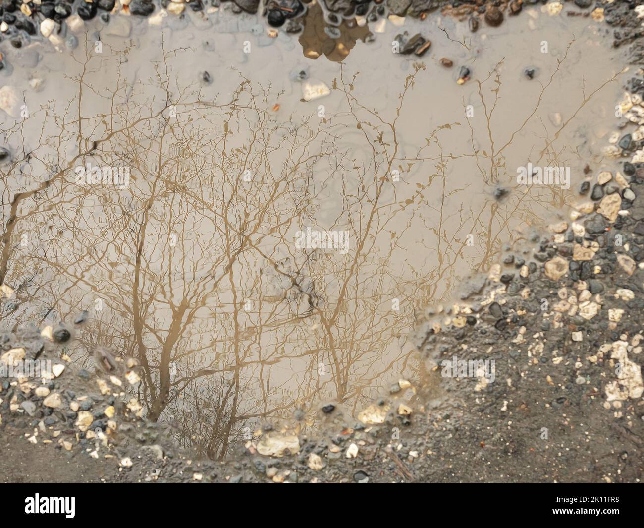 Trees are reflected in a dirty puddle on a cloudy day Stock Photo - Alamy