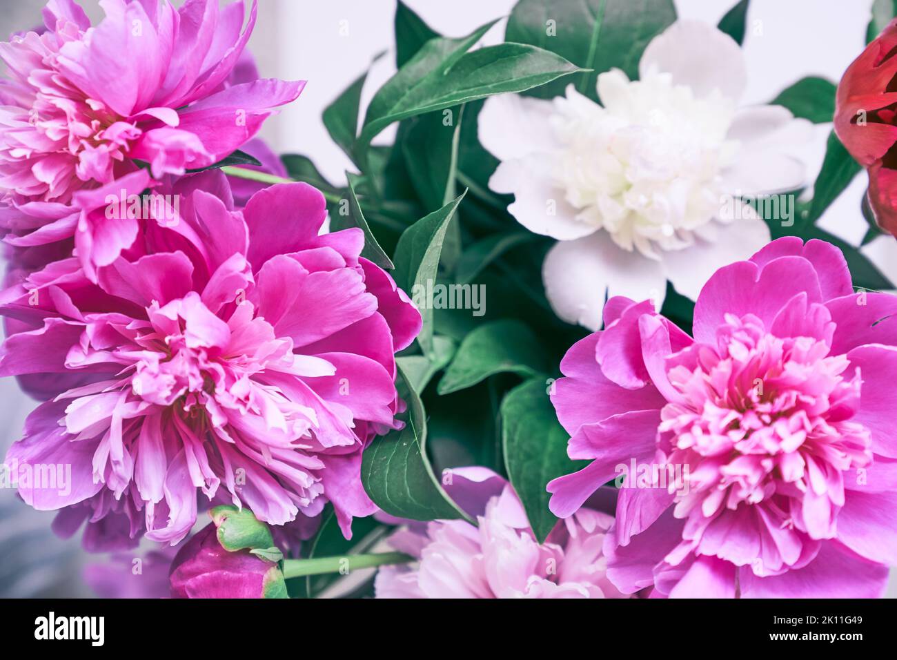 Lots of pink peonies in pastel colors close-up, floral pattern. Design ...