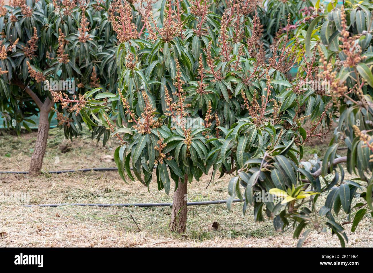 Seasonal blossom of evergreen mango fruit trees on plantations in Costa ...