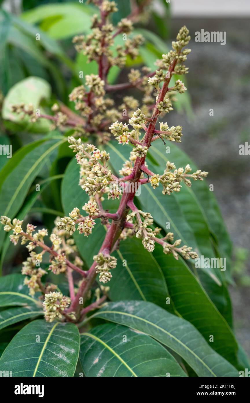 Seasonal blossom of evergreen mango fruit trees on plantations in Costa ...