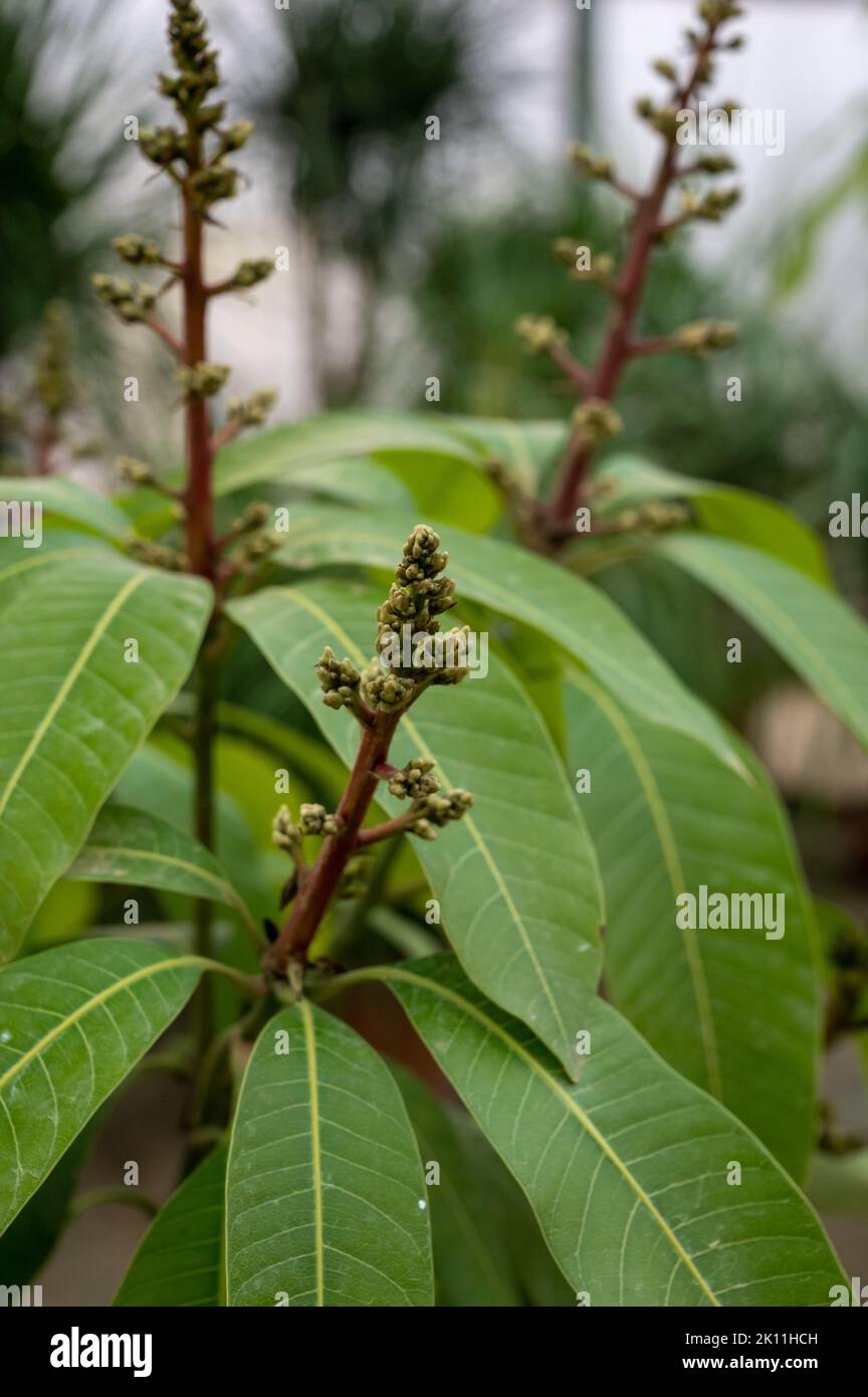 Seasonal blossom of evergreen mango fruit trees on plantations in Costa ...