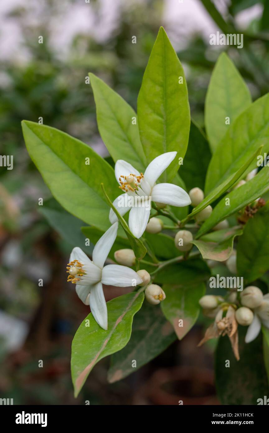 Spring blossom of aromatic white orange tree flowers close up Stock ...