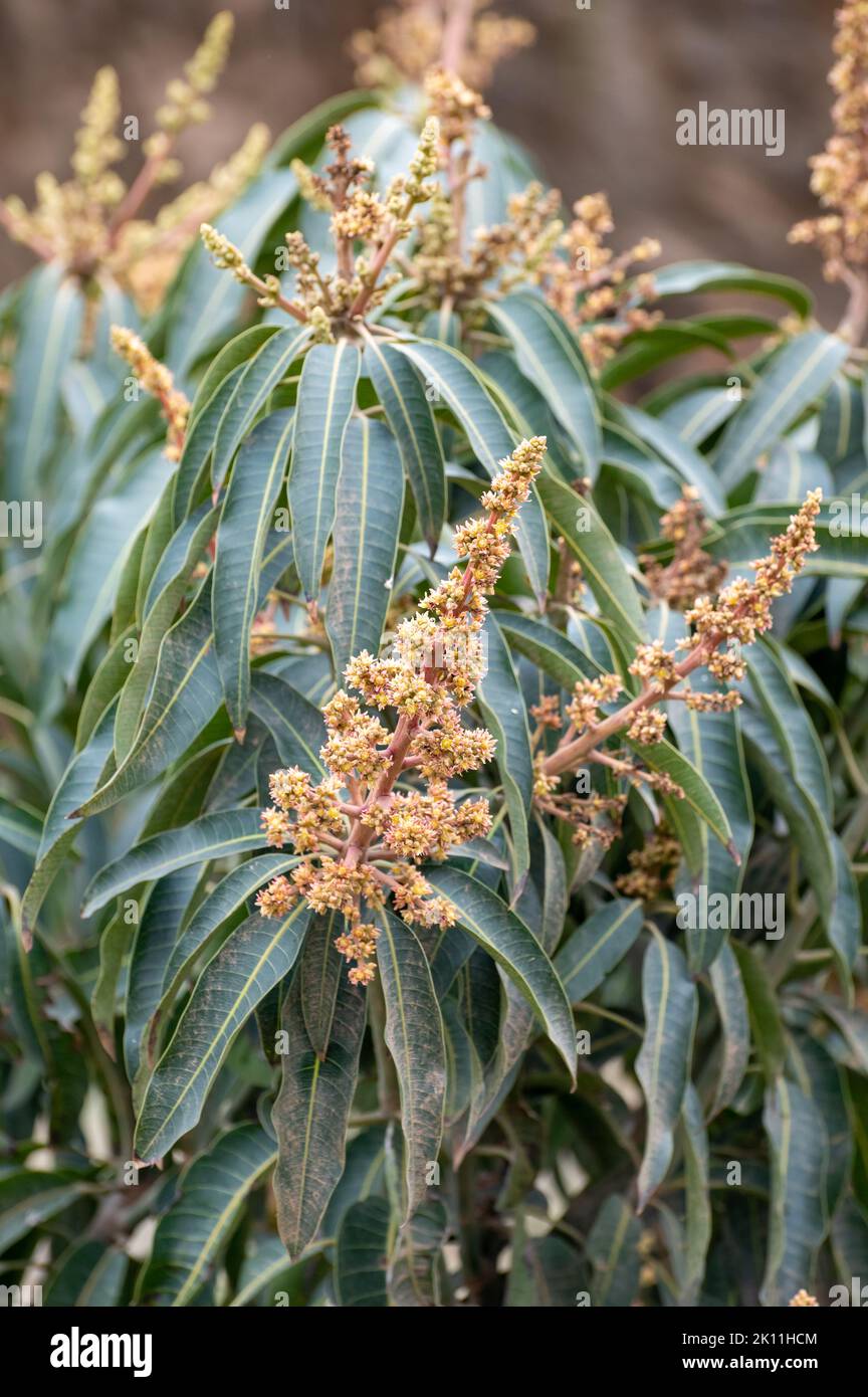Seasonal blossom of evergreen mango fruit trees on plantations in Costa ...