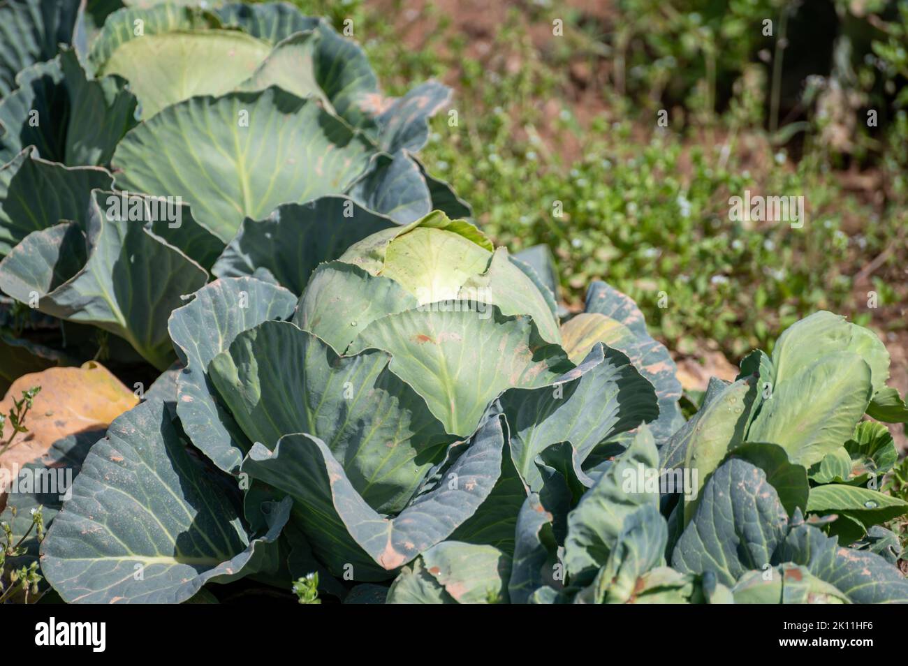 Open air pesticide-free organic eco-friendly gardening, white cabbage ...