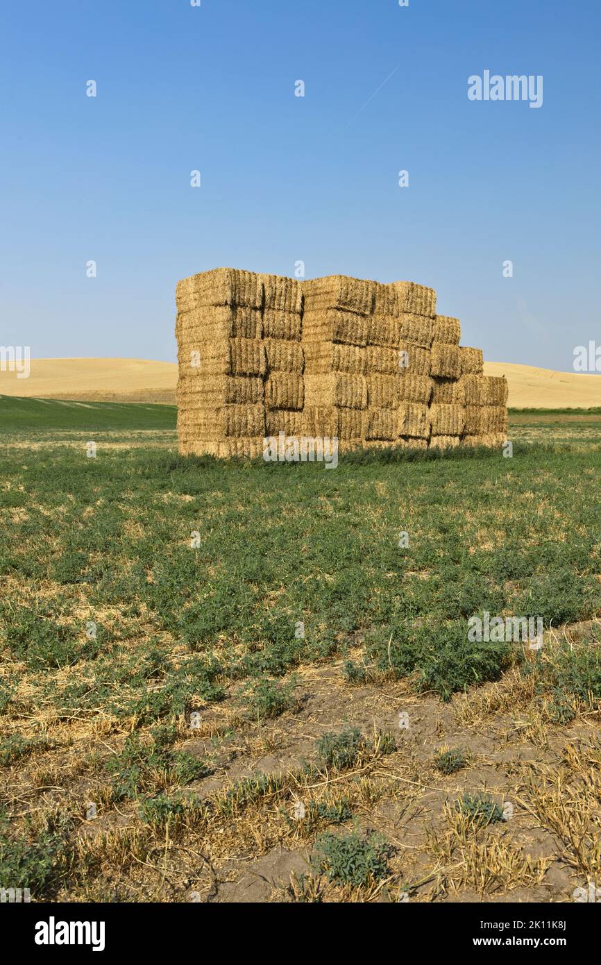 Large hay bales put in a large hay stack in north east Washington state ...