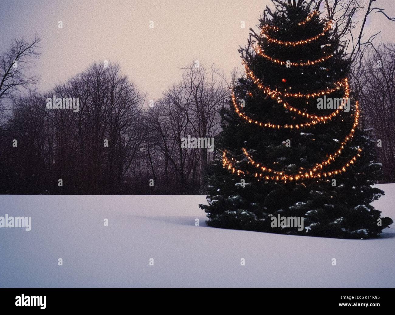Christmas trees lit snow hi-res stock photography and images - Alamy