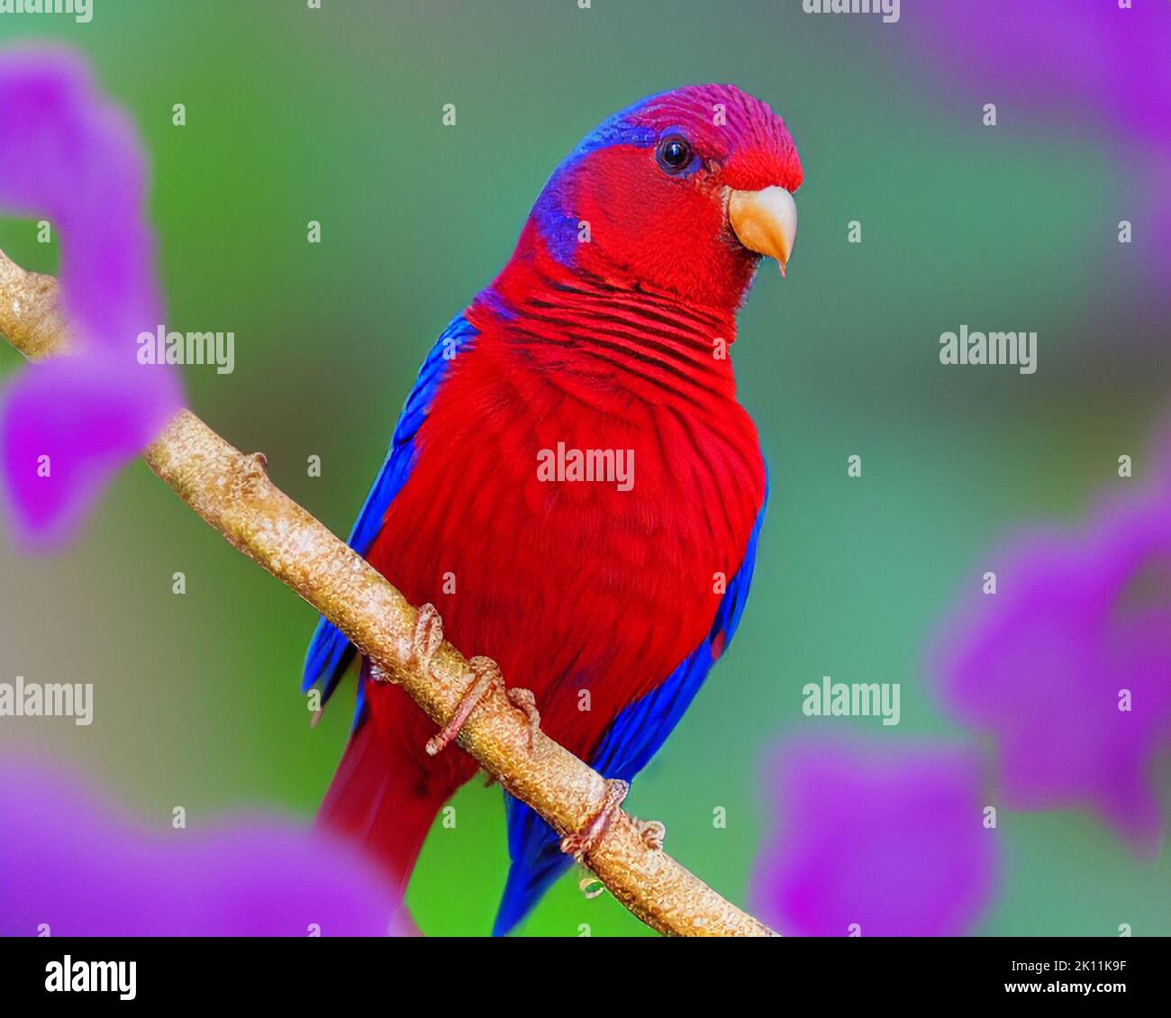 A crimson rosella, Platycercus elegans Stock Photo - Alamy