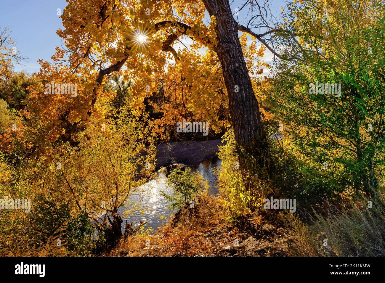 Fall Colors by Cherry Creek in Denver, Colorado with the sun streaming ...