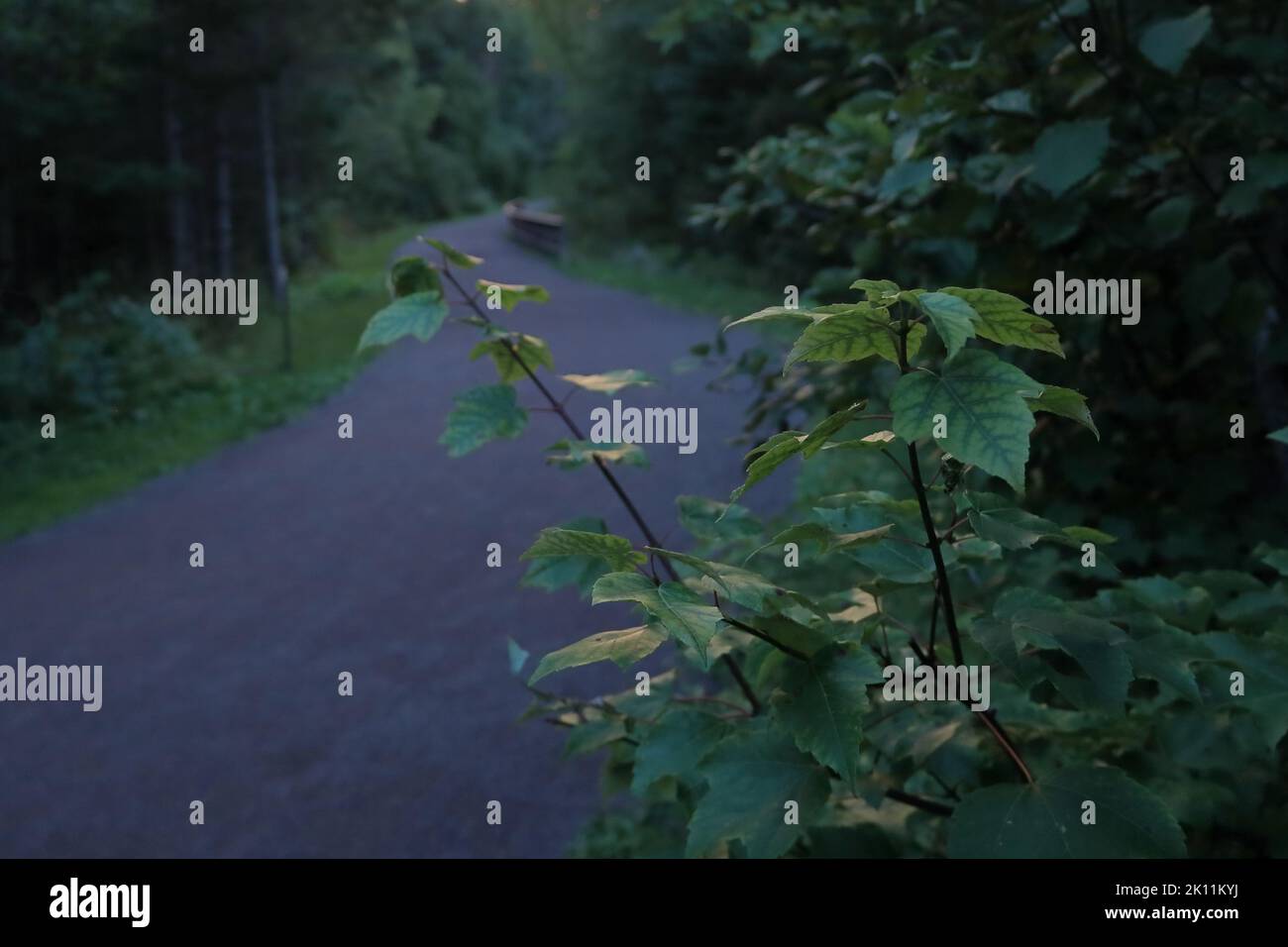 Public park walking trail hi-res stock photography and images - Alamy