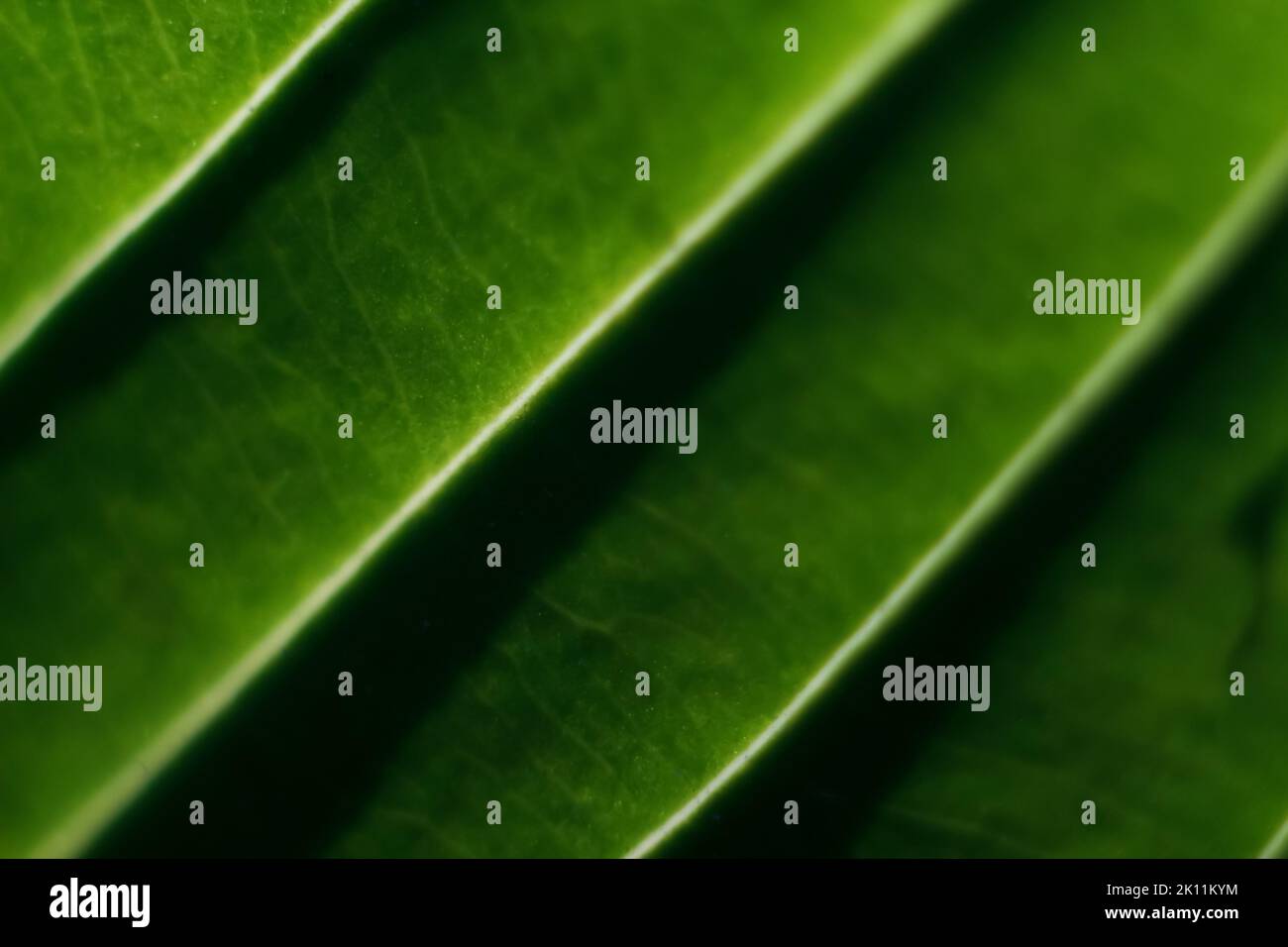 Defocus deep teal gradient color background with dark green. Wallpaper ...