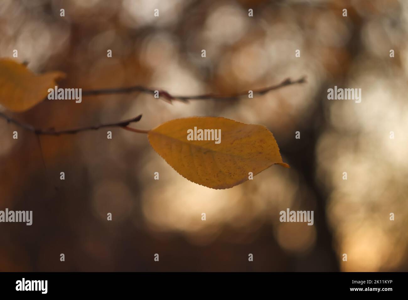 Defocus last yellow leaf hanging on the branch of the tree on blurred background of late autumn ...