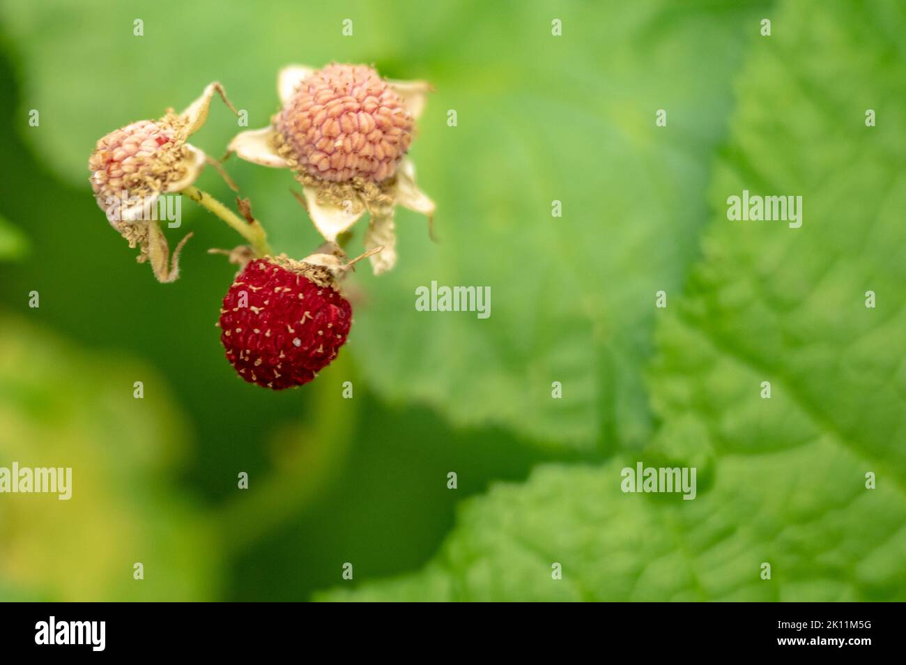 Thimbleberry hi-res stock photography and images - Alamy