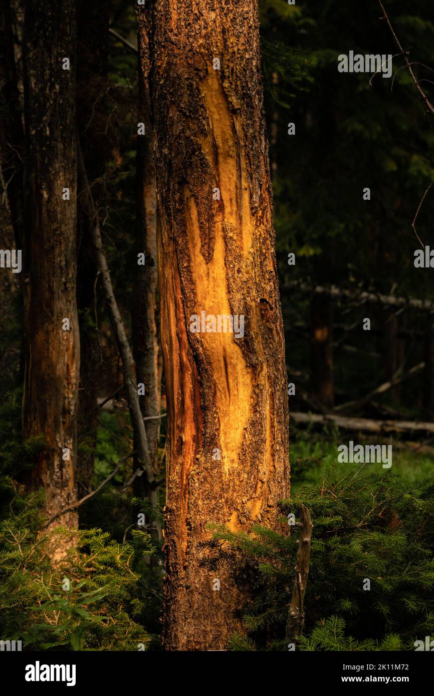 Rubbing Tree Glows Golden In Morning Sun Light in Yellowstone National ...