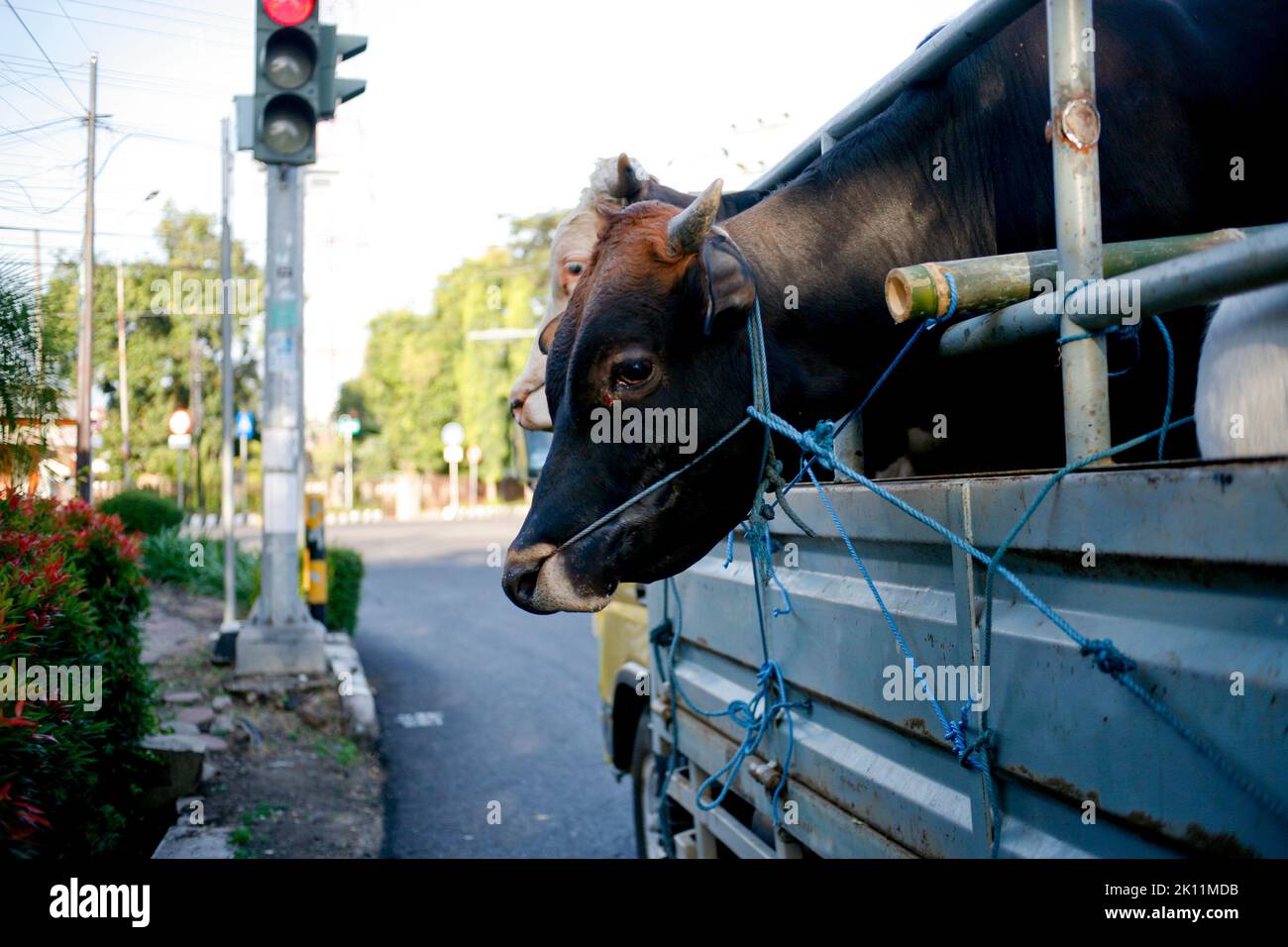 Animal transport cage hi-res stock photography and images - Alamy