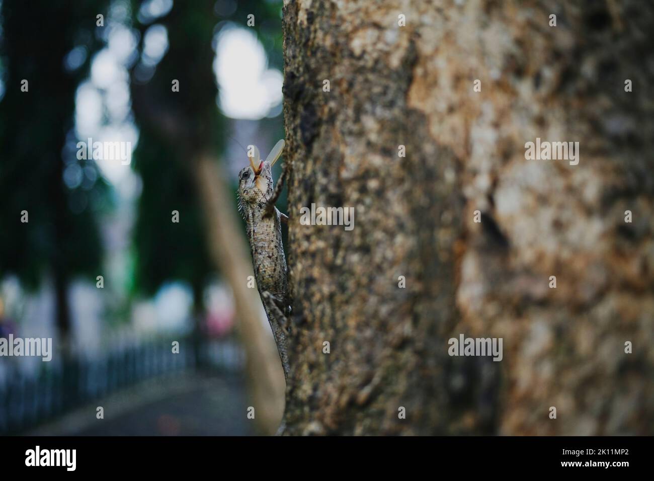 Draco volans ate flying termittes in the tree. Common Gliding Lizard ...