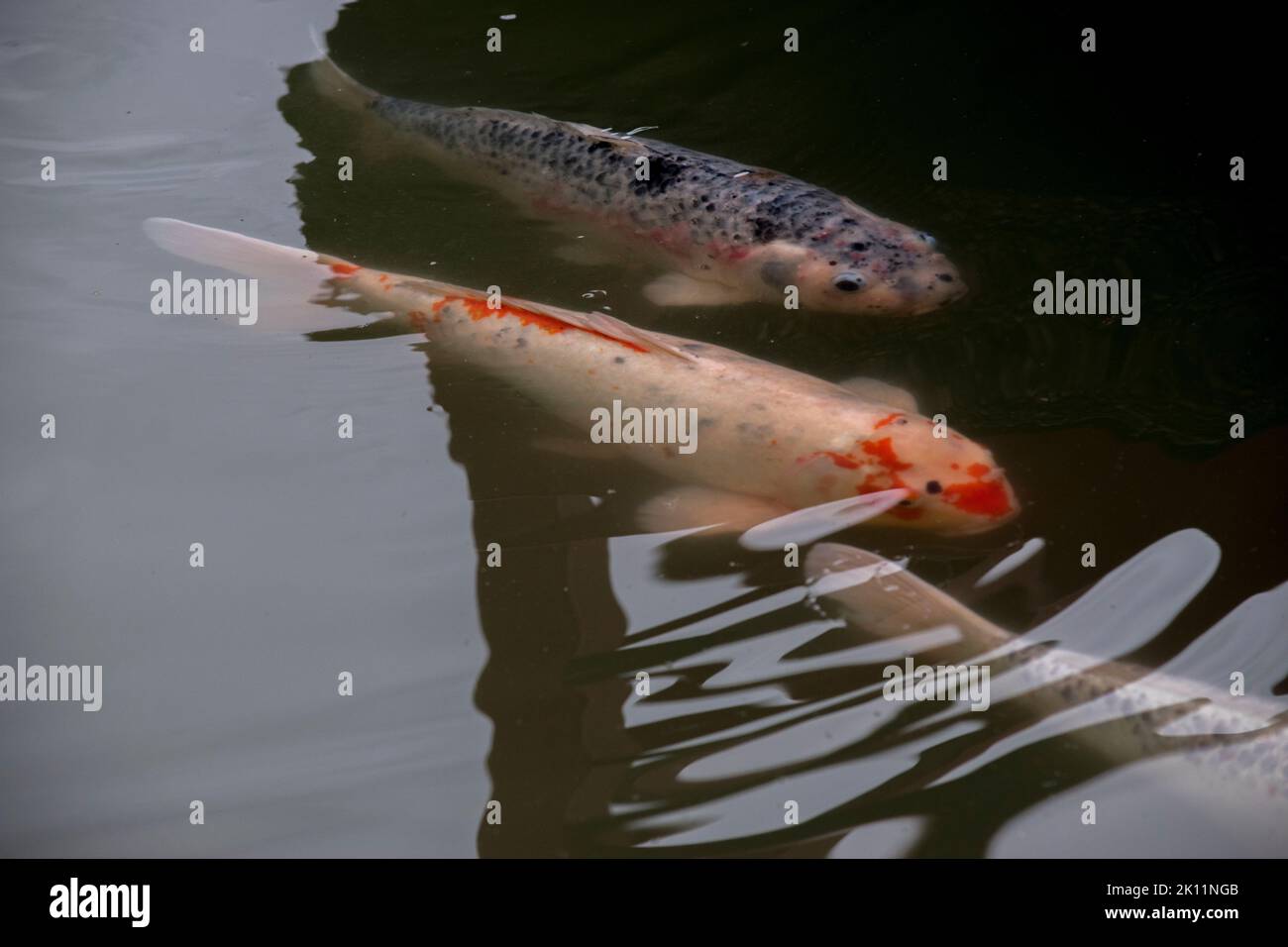 colorful koi fish in the lake Stock Photo - Alamy
