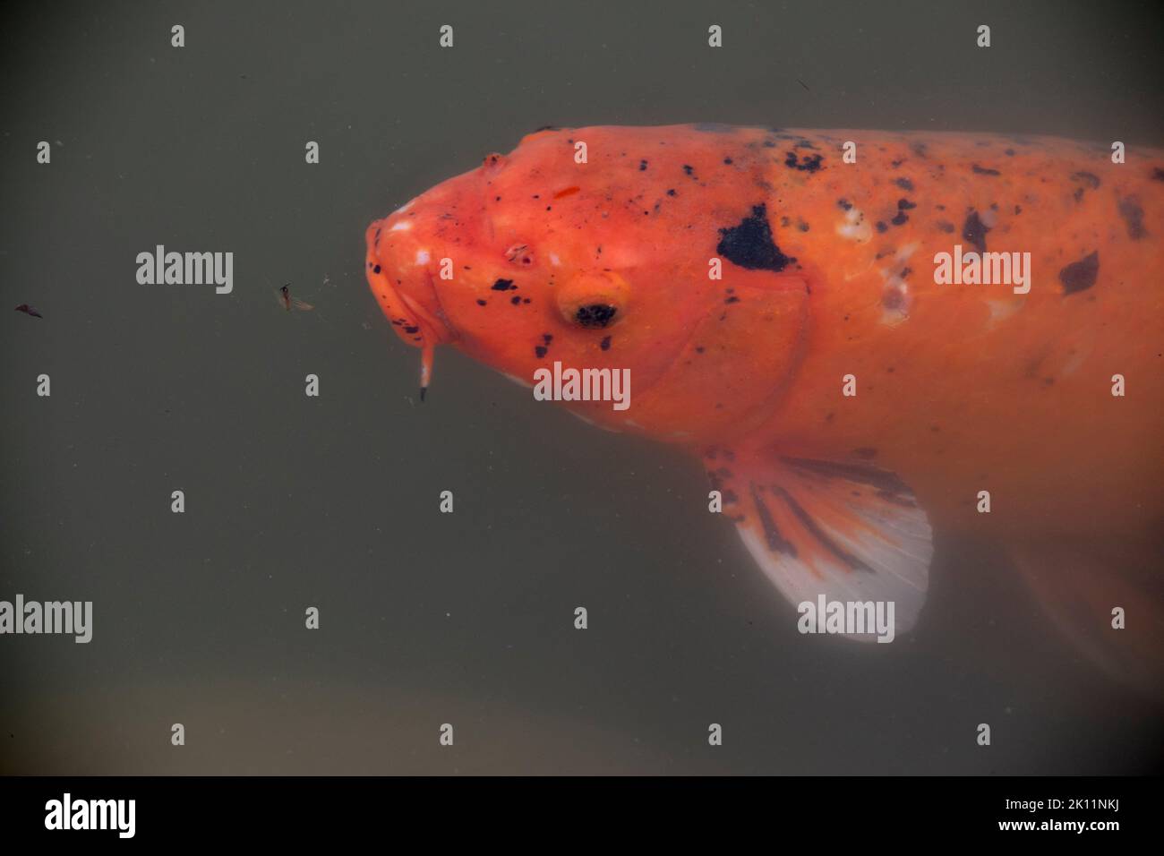 colorful koi fish in the lake Stock Photo - Alamy