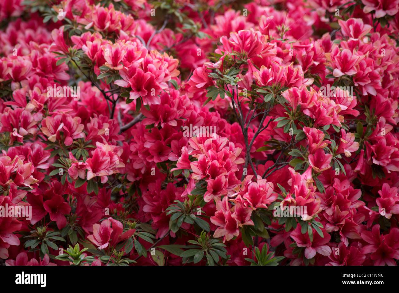 colorful flowers of an azalea Stock Photo - Alamy
