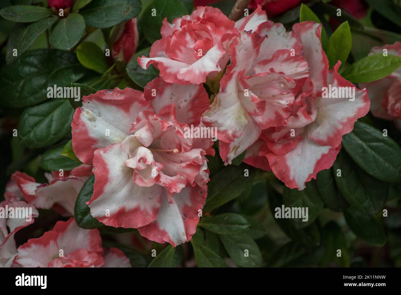 Exuberant shrub hi-res stock photography and images - Alamy