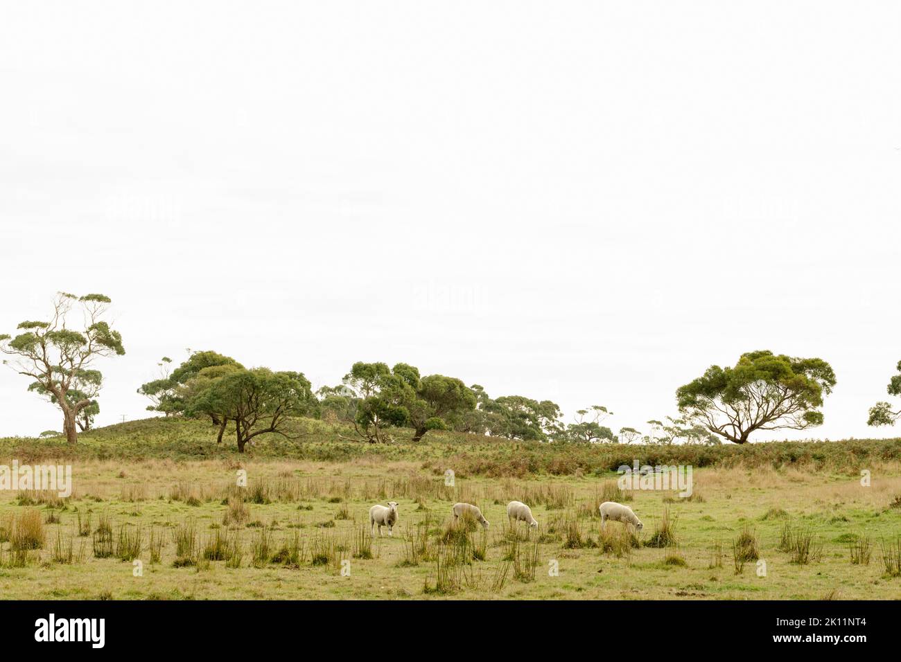 Sheep grazing in an Australian paddock on a farm in the outback with ...