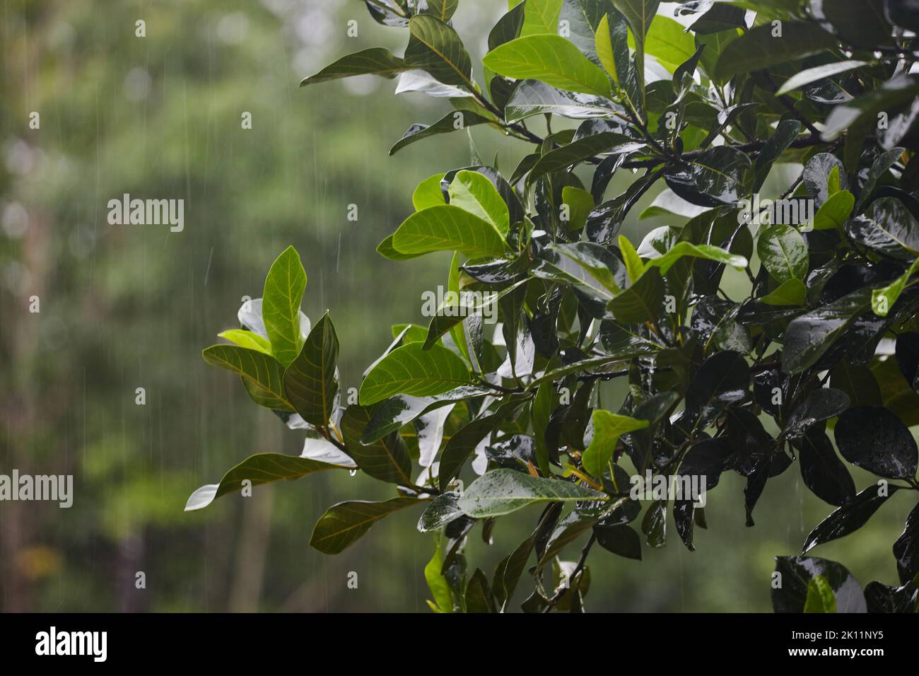 Rainy season in rural scene Stock Photo - Alamy