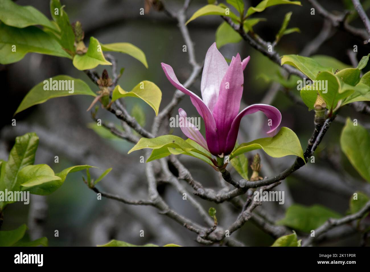 showy flower of the lily tree (Magnolia liliiflora Stock Photo - Alamy