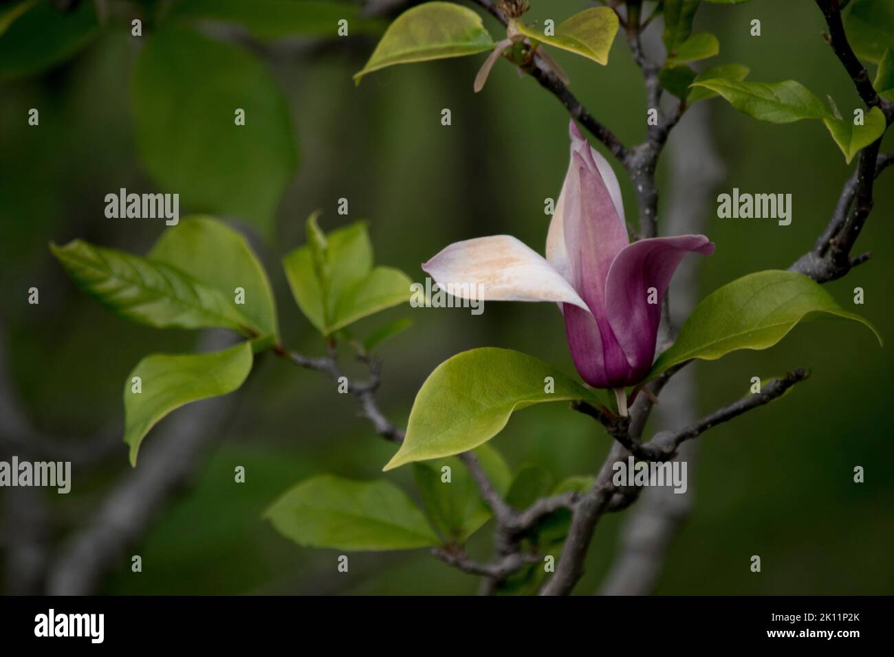 showy flower of the lily tree (Magnolia liliiflora Stock Photo - Alamy