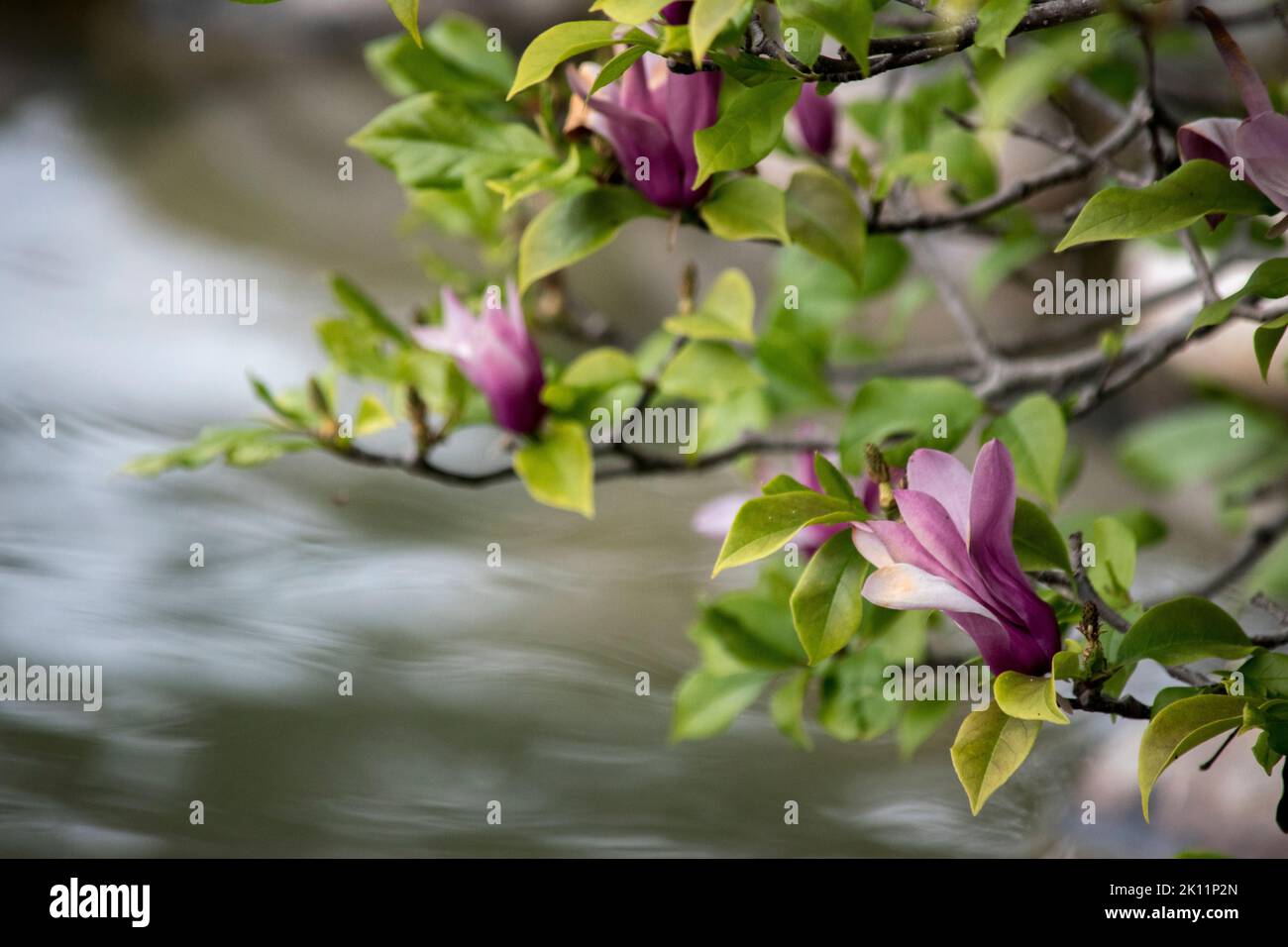 showy flower of the lily tree (Magnolia liliiflora Stock Photo - Alamy