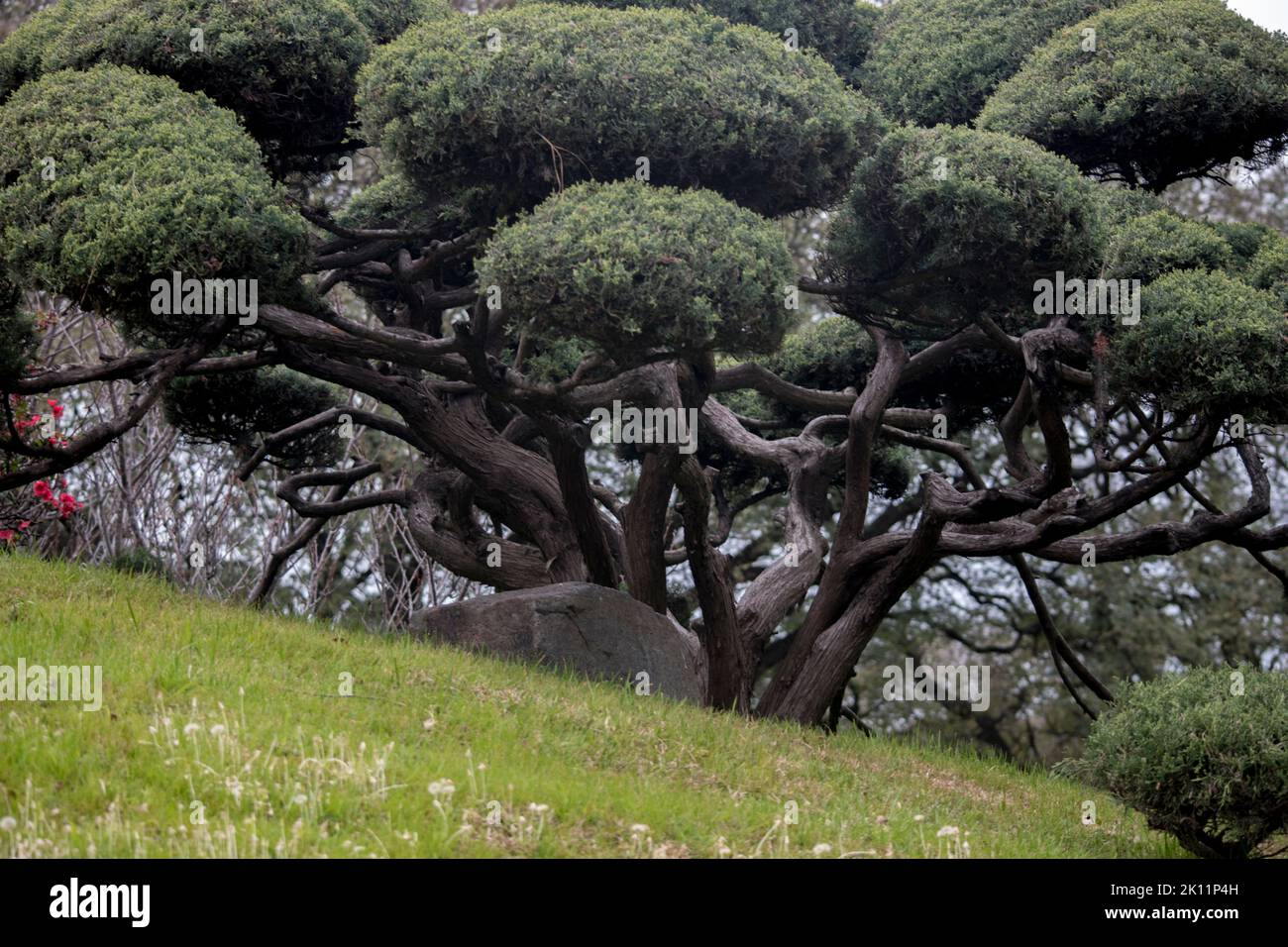 beautiful trimmed trees of japanese garden Stock Photo - Alamy