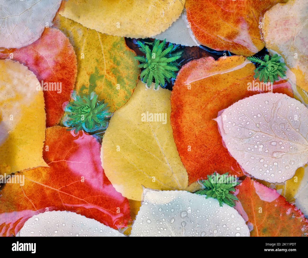 Pond with fall colored aspen leaves and pond weeds (Parrot feather ...