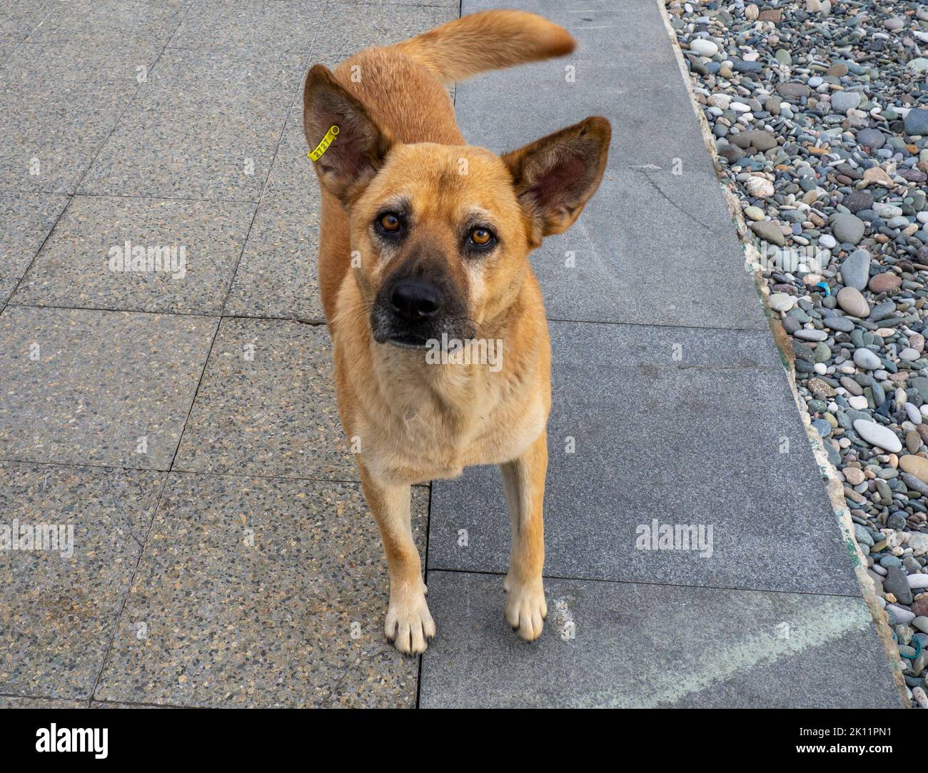 The dog is looking directly at the camera. Chipped dog. Street dog. The ...