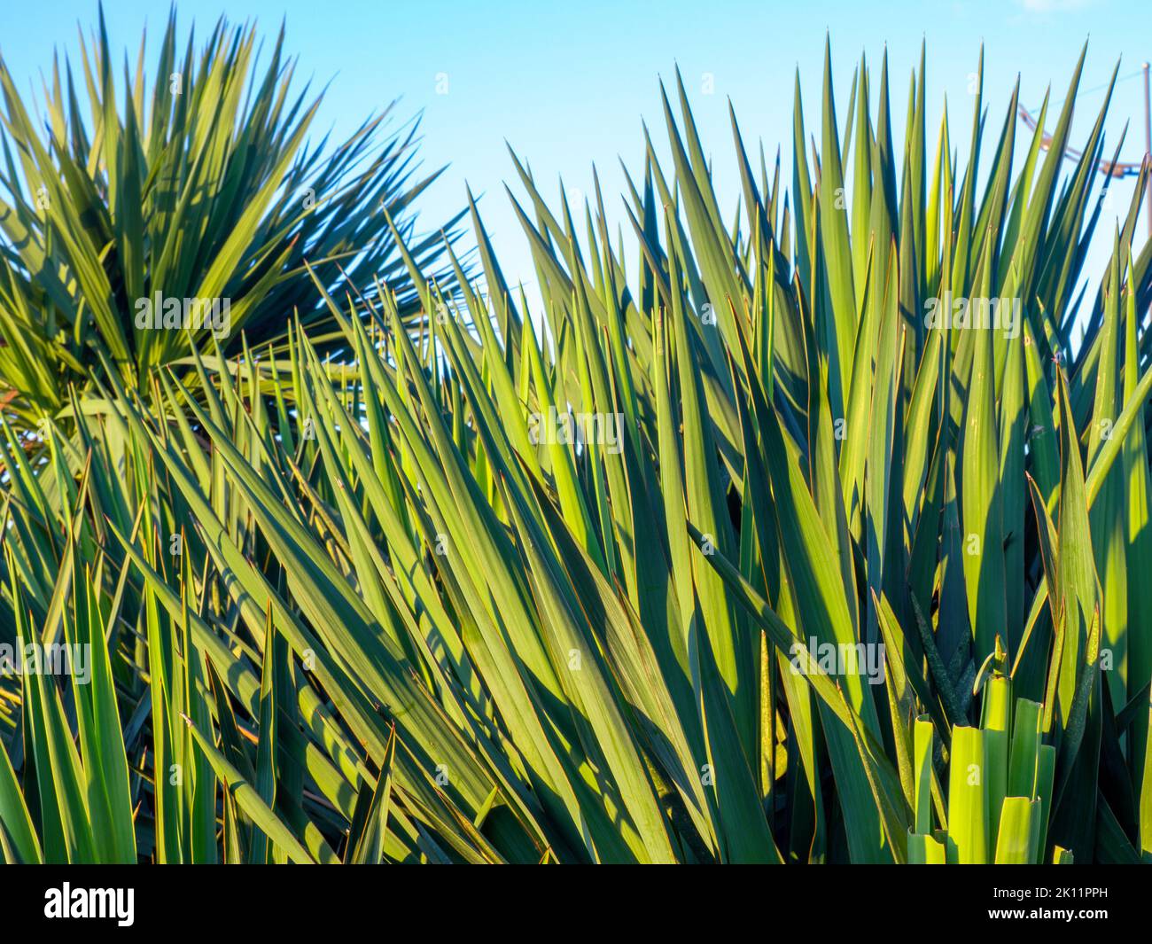 Sharp, thin palm leaves against the sky. Background from plants ...
