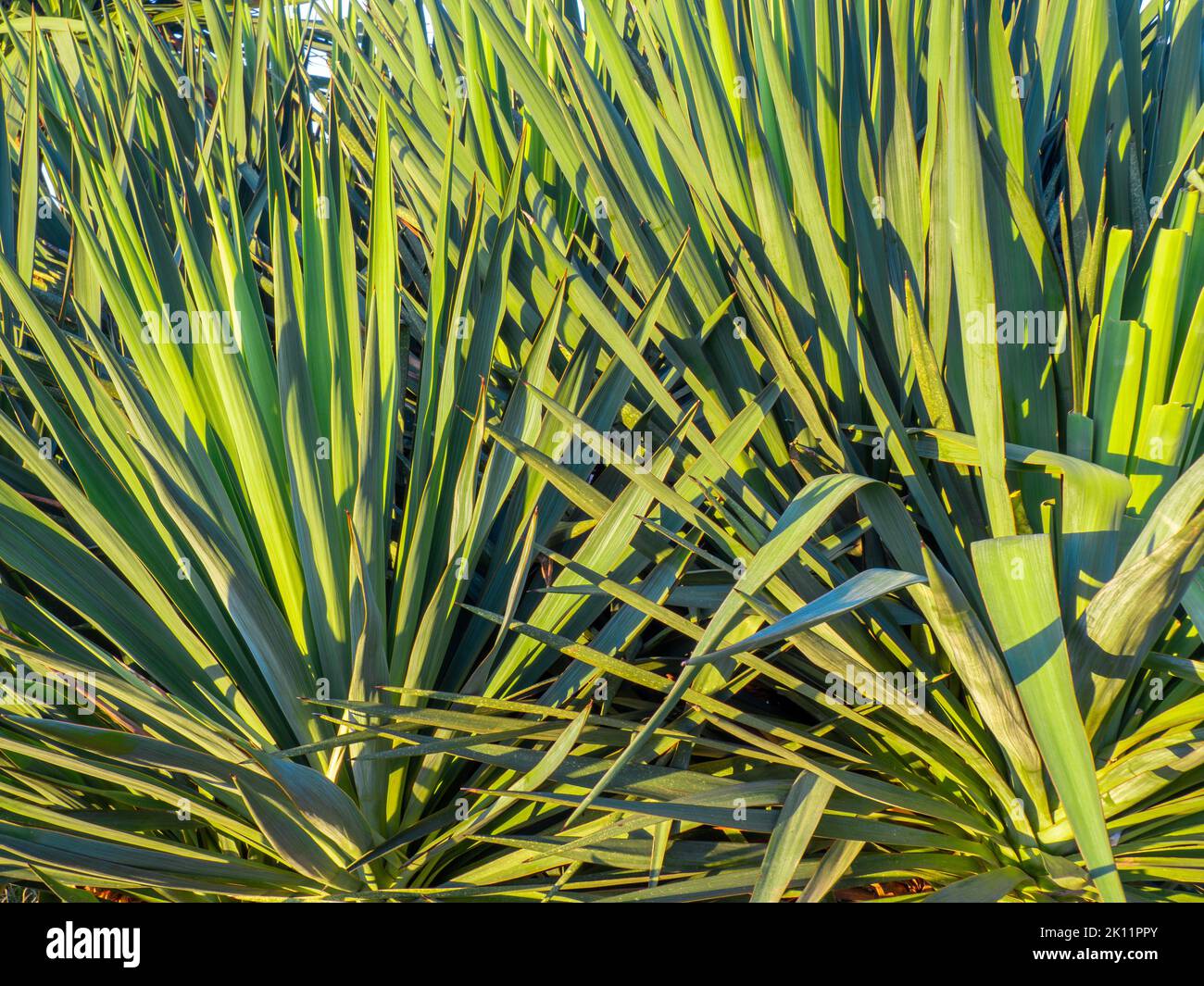 Sharp, thin palm leaves against the sky. Background from plants ...