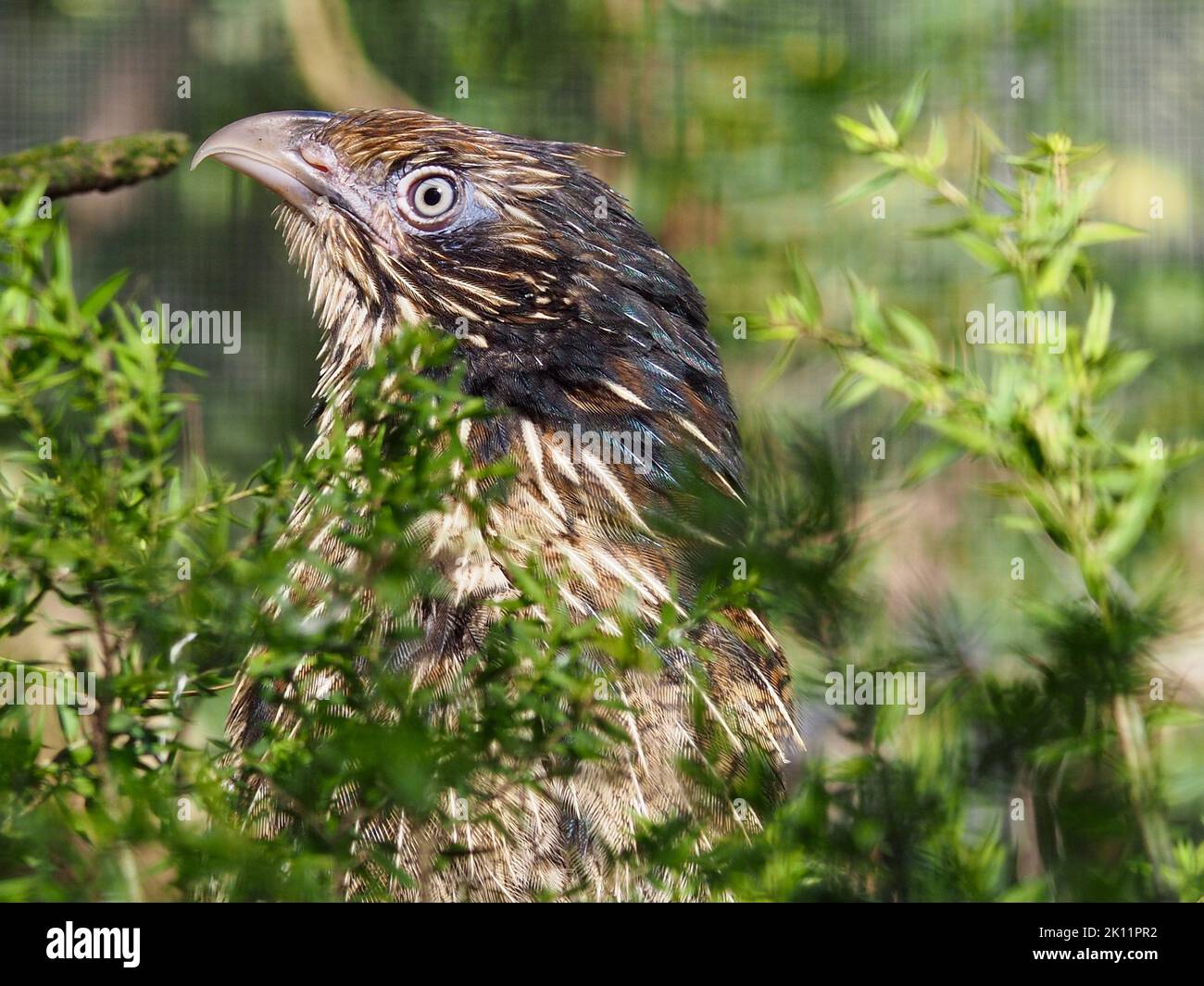Magnificent majestic Pheasant Coucal with amazing fine streaked plumage ...